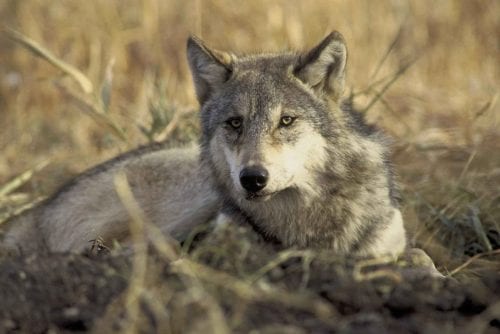 Three gray wolves "lethally removed" in Utah under state management ...