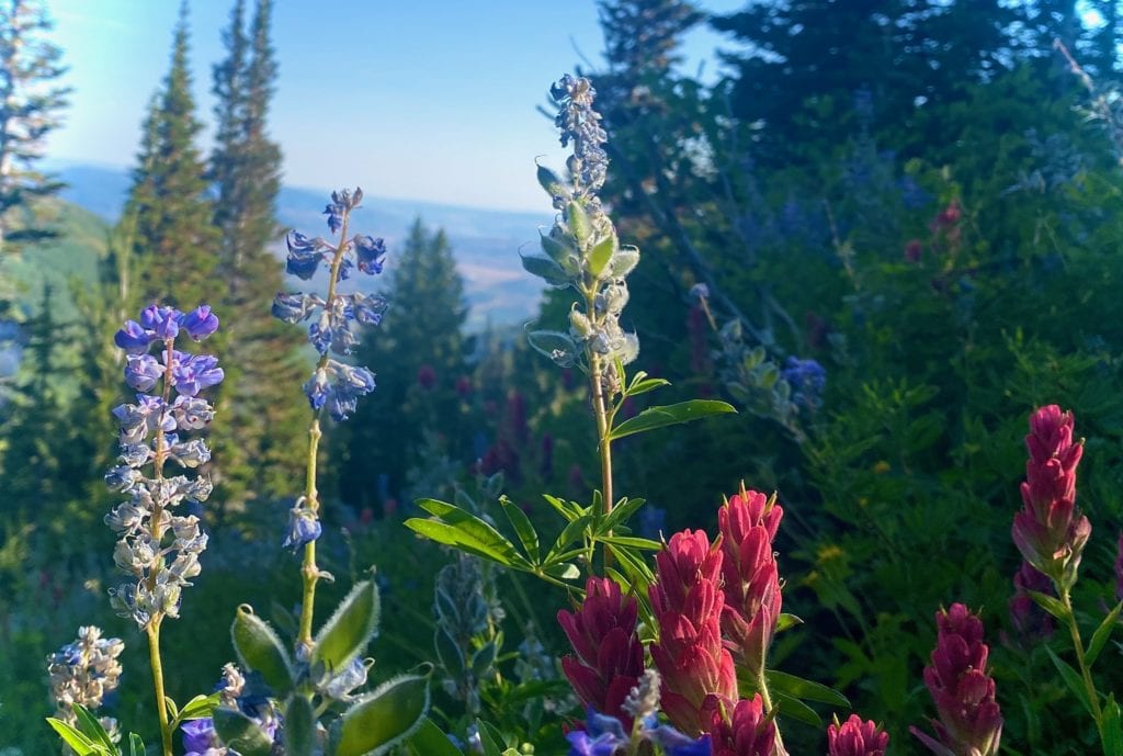 Earth Day 2021: A note from Mayor Beerman - TownLift, Park City News