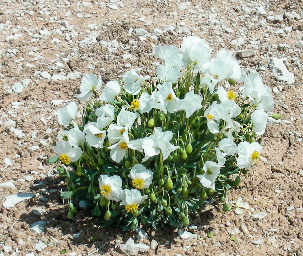 Endangered Species Day: DWR and other agencies help native species ...