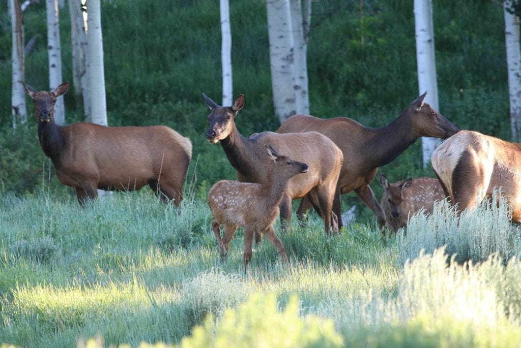 SNAPPED: Elk offspring in Wasatch County - TownLift, Park City News