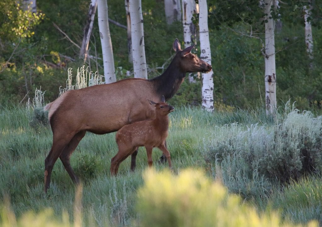 SNAPPED: Elk offspring in Wasatch County - TownLift, Park City News