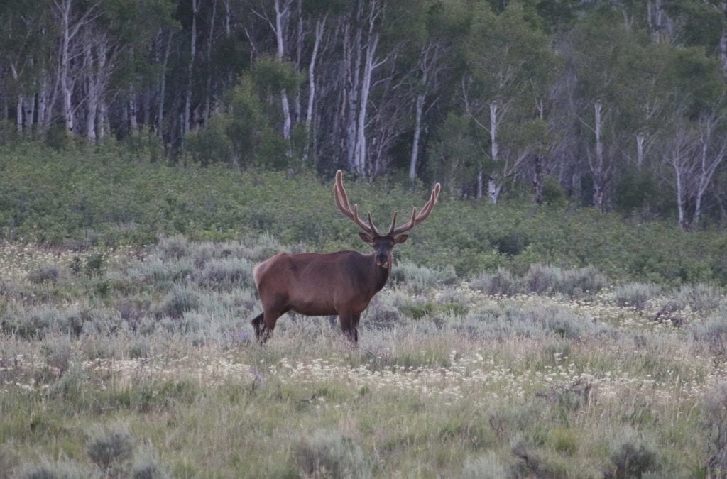 SNAPPED: Elk offspring in Wasatch County - TownLift, Park City News