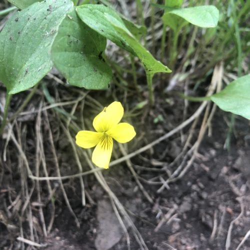 SNAPPED: Smooth Yellow Violet - TownLift, Park City News