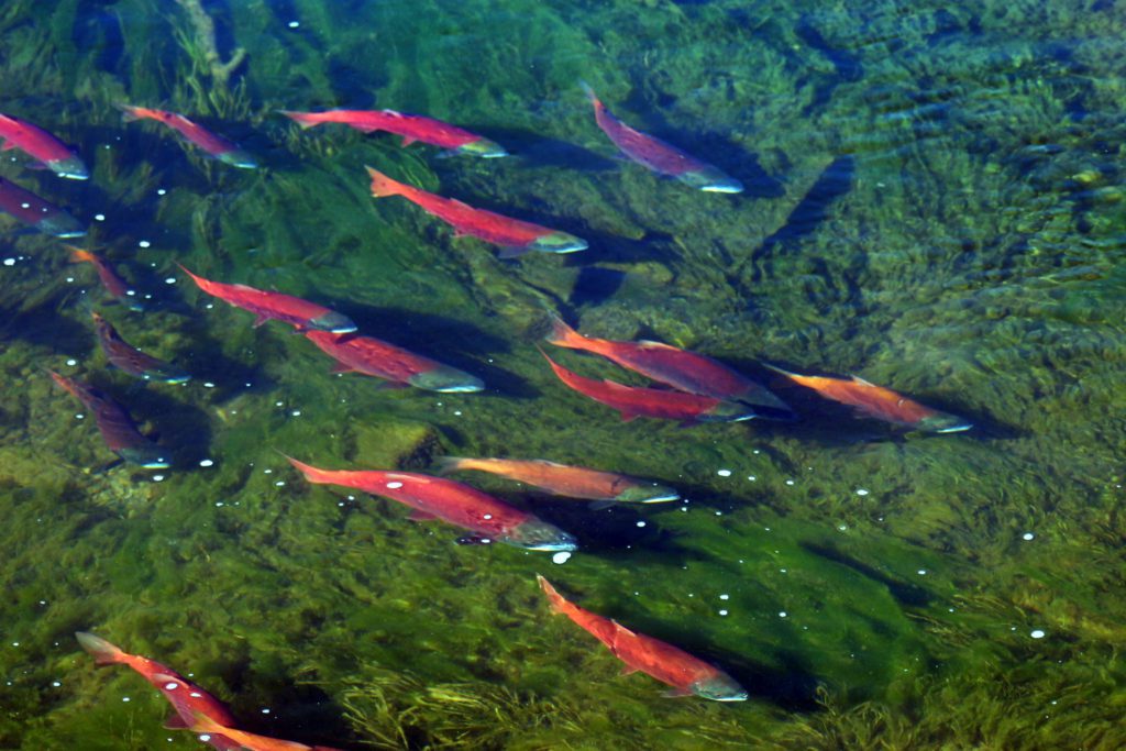 Witness kokanee salmon migration in Summit and Wasatch counties this ...