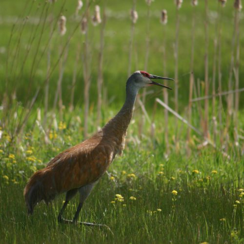 How to deal with small mammals while living on the wildland-urban ...