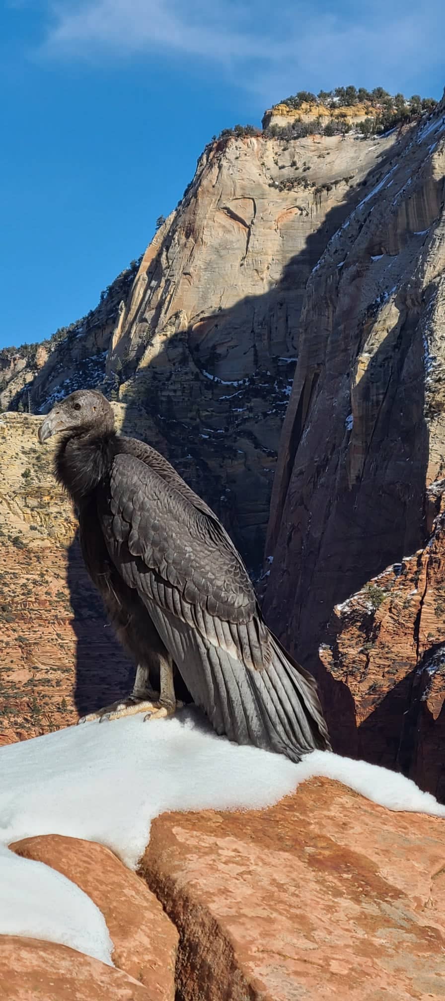 California condor spotted on Angels Landing Trail - TownLift, Park City ...