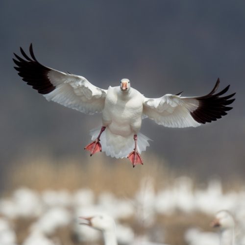 Delta Chamber of Commerce to host annual Delta Snow Goose Festival this ...