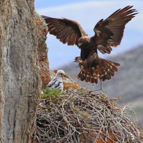 Golden eagle named Utah’s state bird of prey - TownLift, Park City News