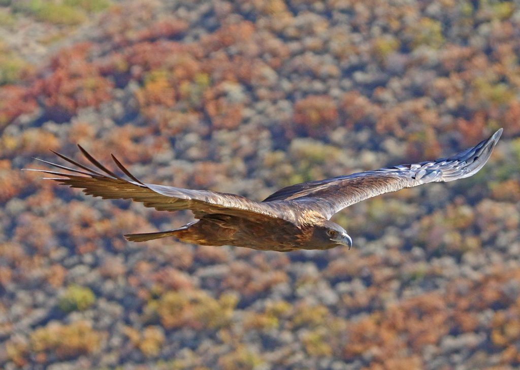 utah state bird of prey Archives - TownLift, Park City News