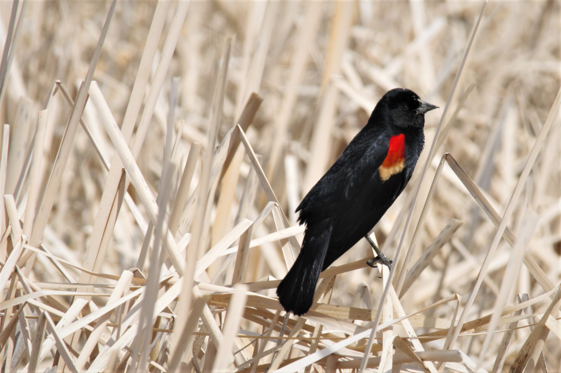 3 bird-watching events in Utah this spring - TownLift, Park City News