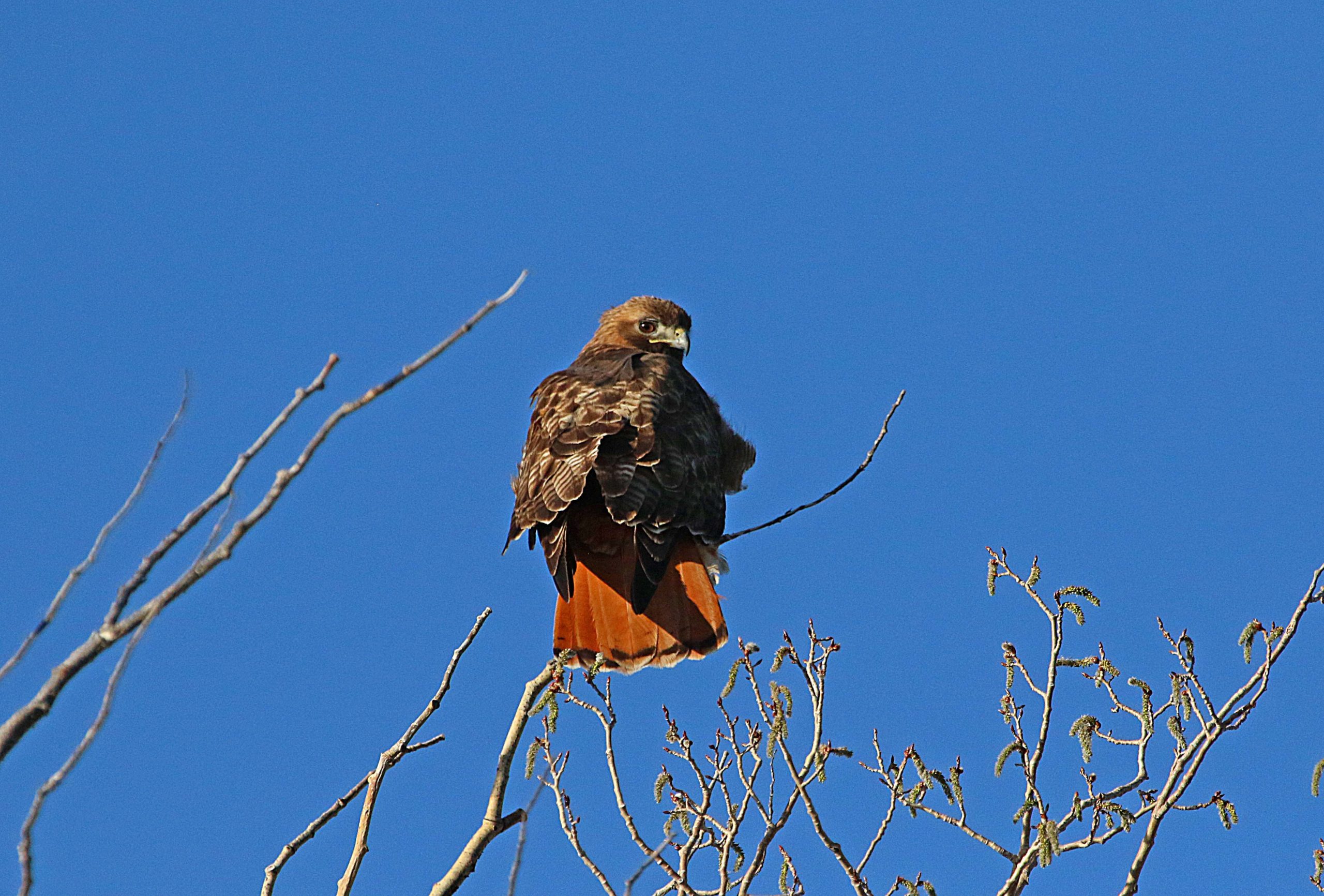 3 bird-watching events in Utah this spring - TownLift, Park City News