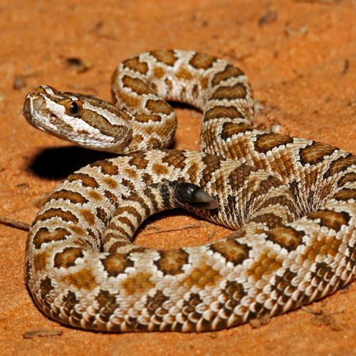 What to know about rattlesnakes as warmer weather conditions settle in ...