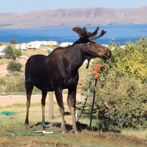 SNAPPED: Moose Mooching - TownLift, Park City News