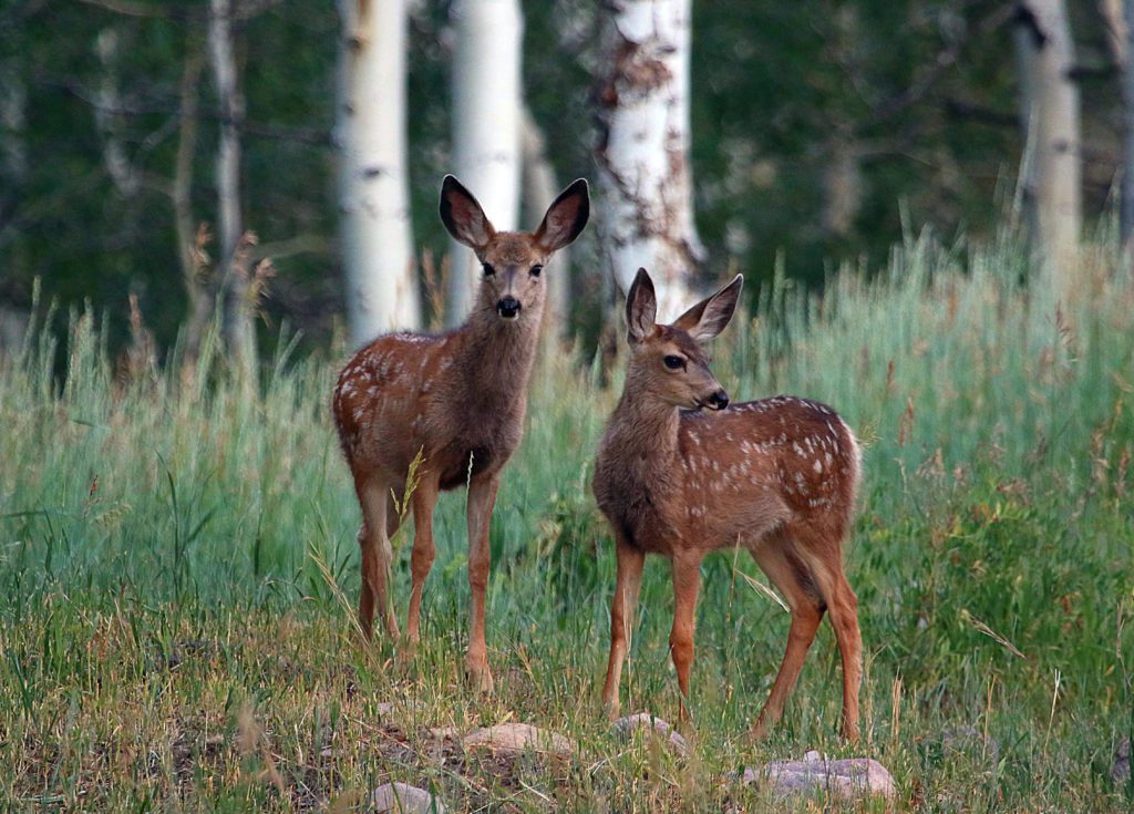 Tips to keep deer out of your garden and yard during a drought year ...