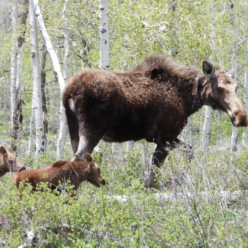 How to stay safe during a moose encounter - TownLift, Park City News