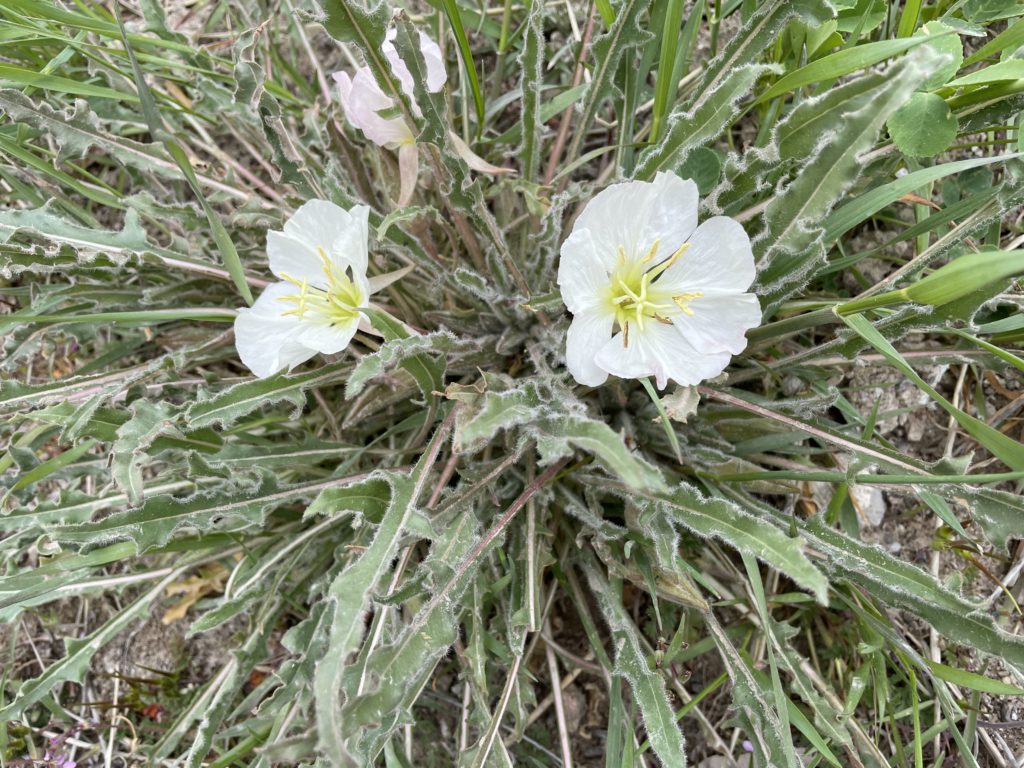 Wasatch Wildflowers: Tufted Evening Primrose (Oenothera caespitosa ...