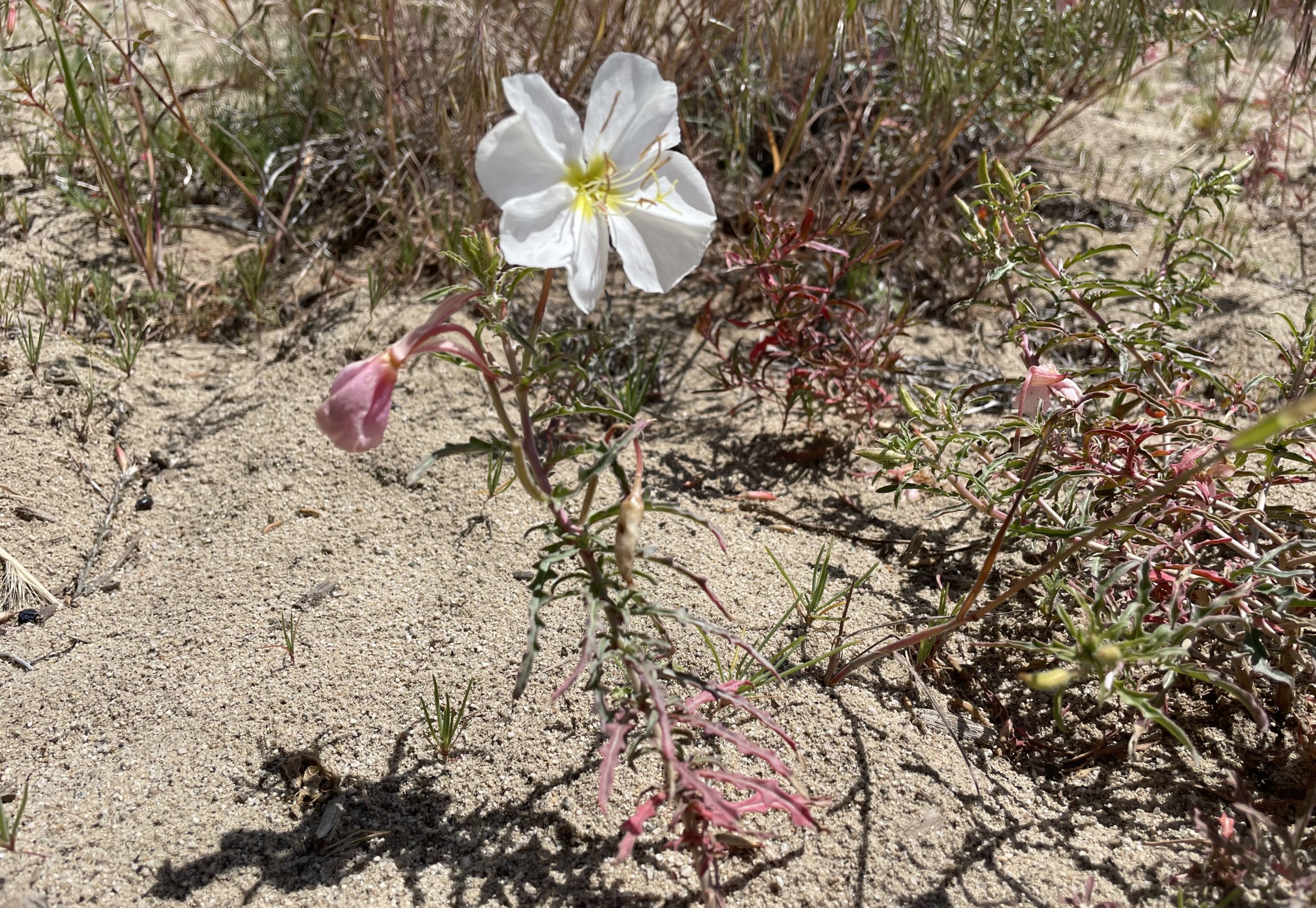 Wasatch Wildflowers: Tufted Evening Primrose (Oenothera caespitosa ...