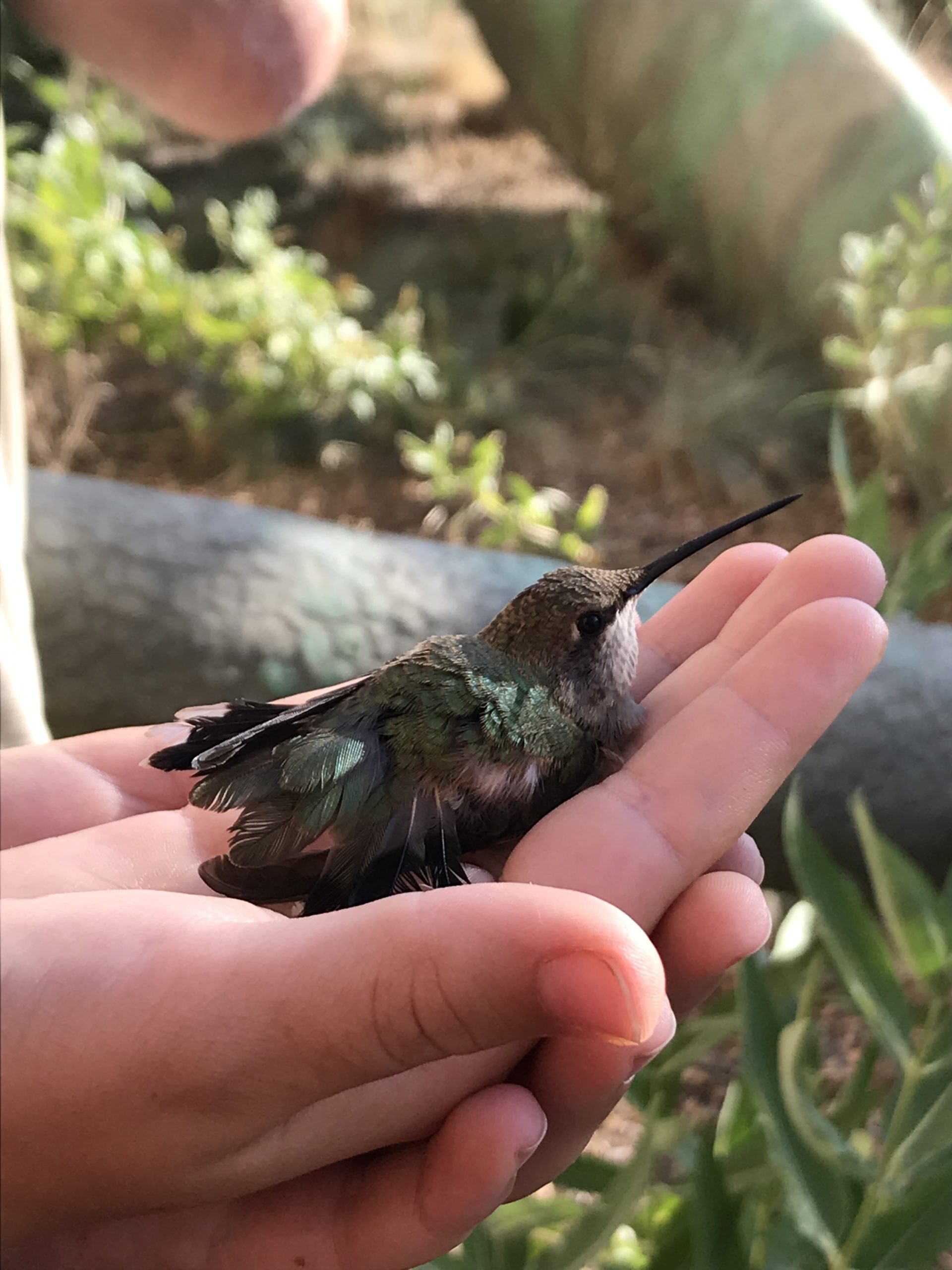 Uinta Mountains host hummingbird banding event - TownLift, Park City News