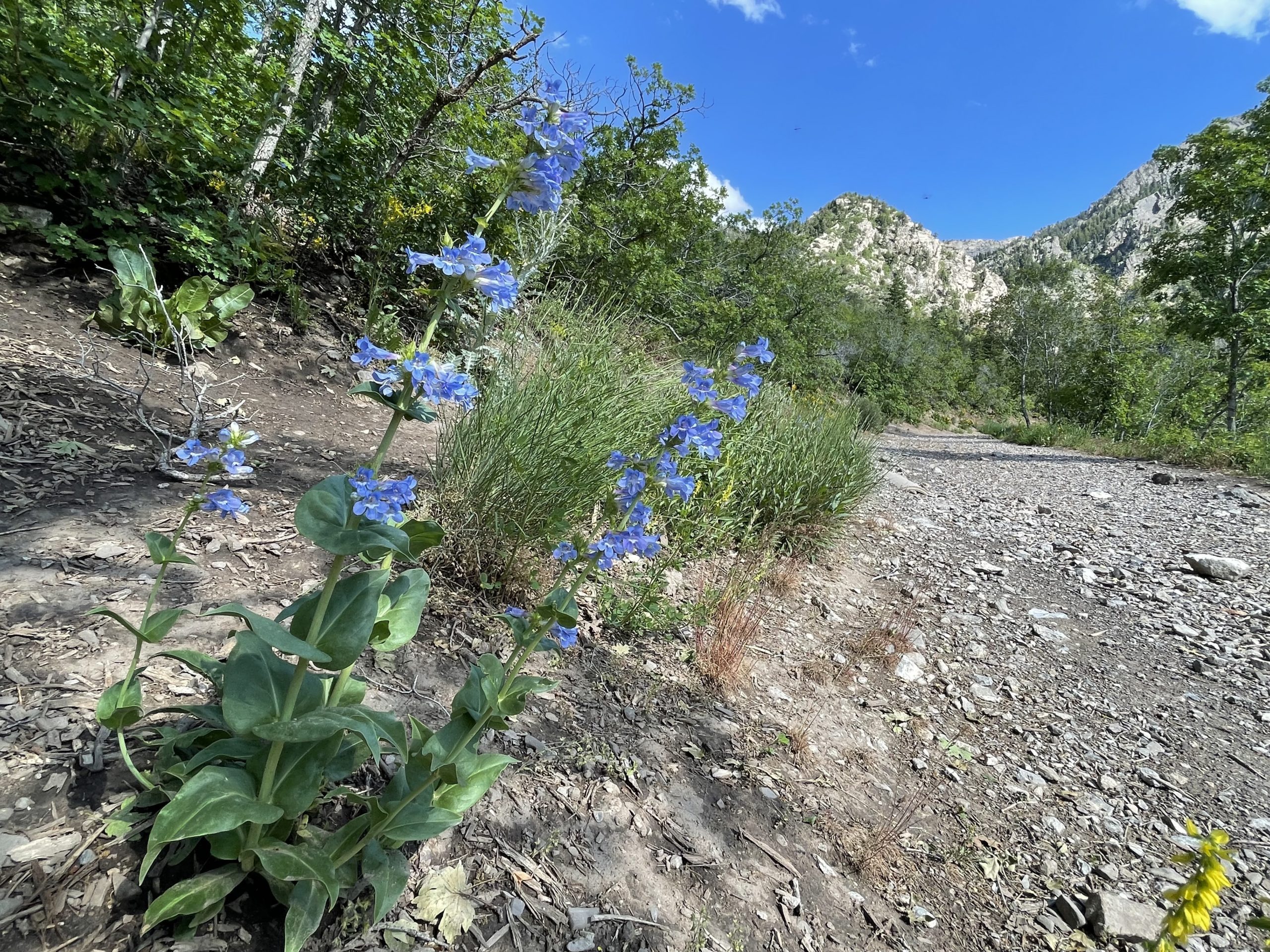 Wasatch Wildflowers: Wasatch Penstemon (penstemon cyananthus var ...