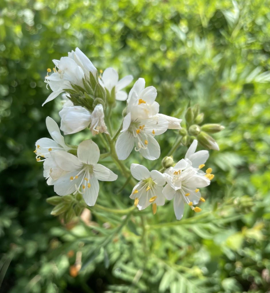 Wasatch Wildflowers: White Jacob’s Ladder (polemonium foliosissimum var ...