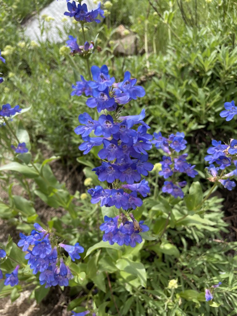 Wasatch Wildflowers: Wasatch Penstemon (penstemon cyananthus var ...