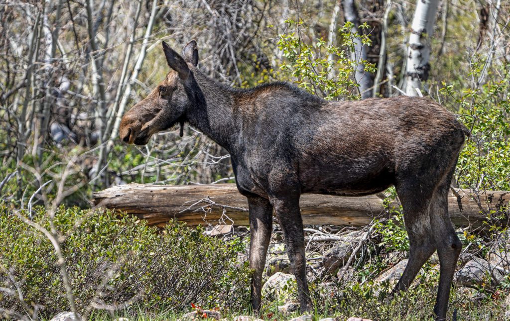 How to stay safe if you encounter a moose this summer - TownLift, Park ...