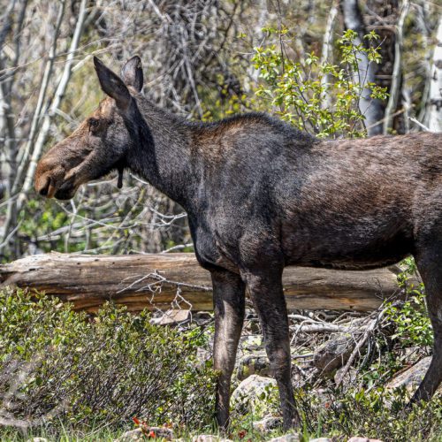 How to stay safe if you encounter a moose this summer - TownLift, Park ...