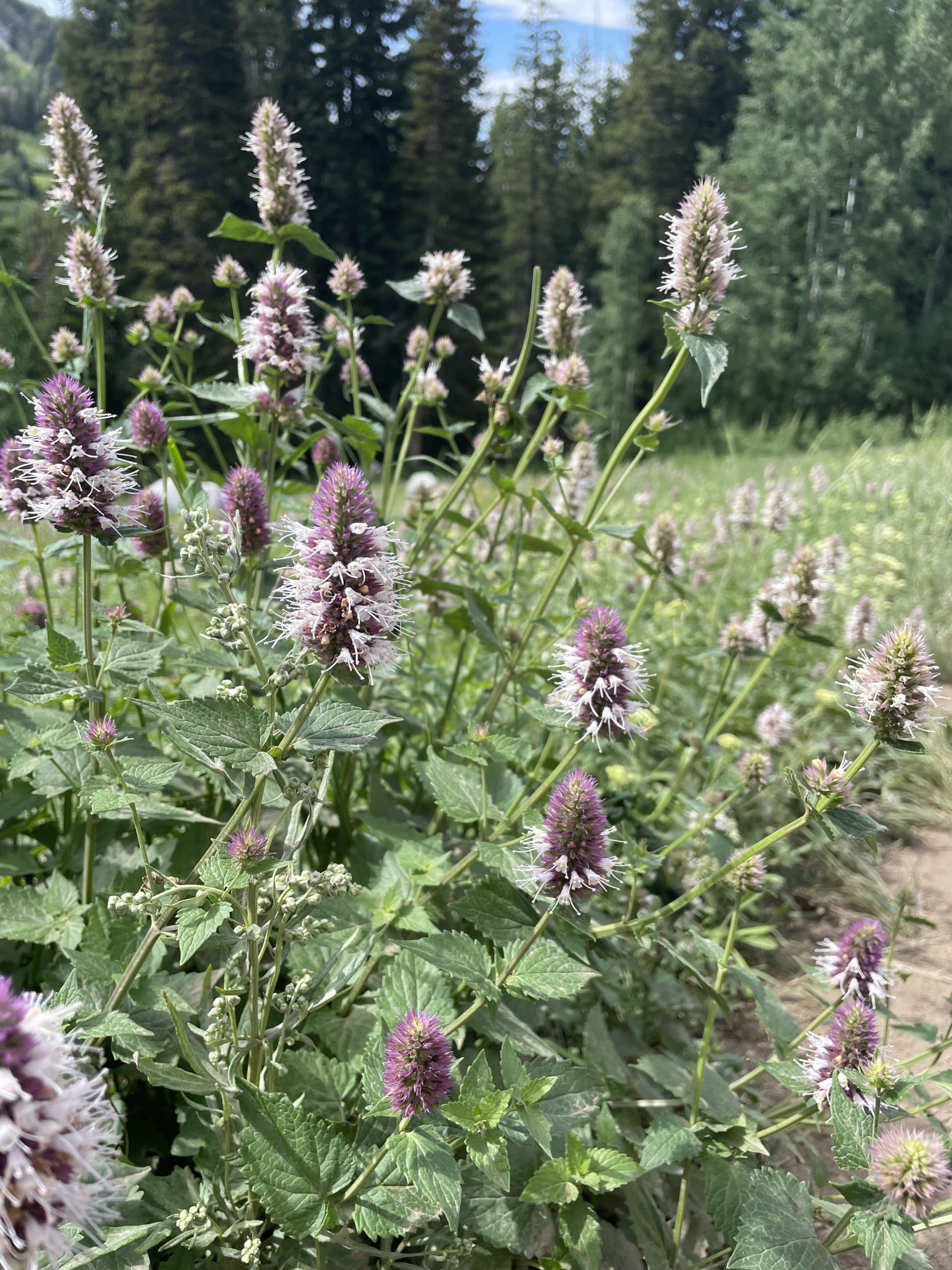 Wasatch Wildflowers: Nettle-leaf Horsemint (Agastache urticifolia ...