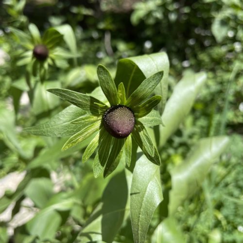 Wasatch Wildflowers: Western Coneflower (Rudbeckia occidentalis ...