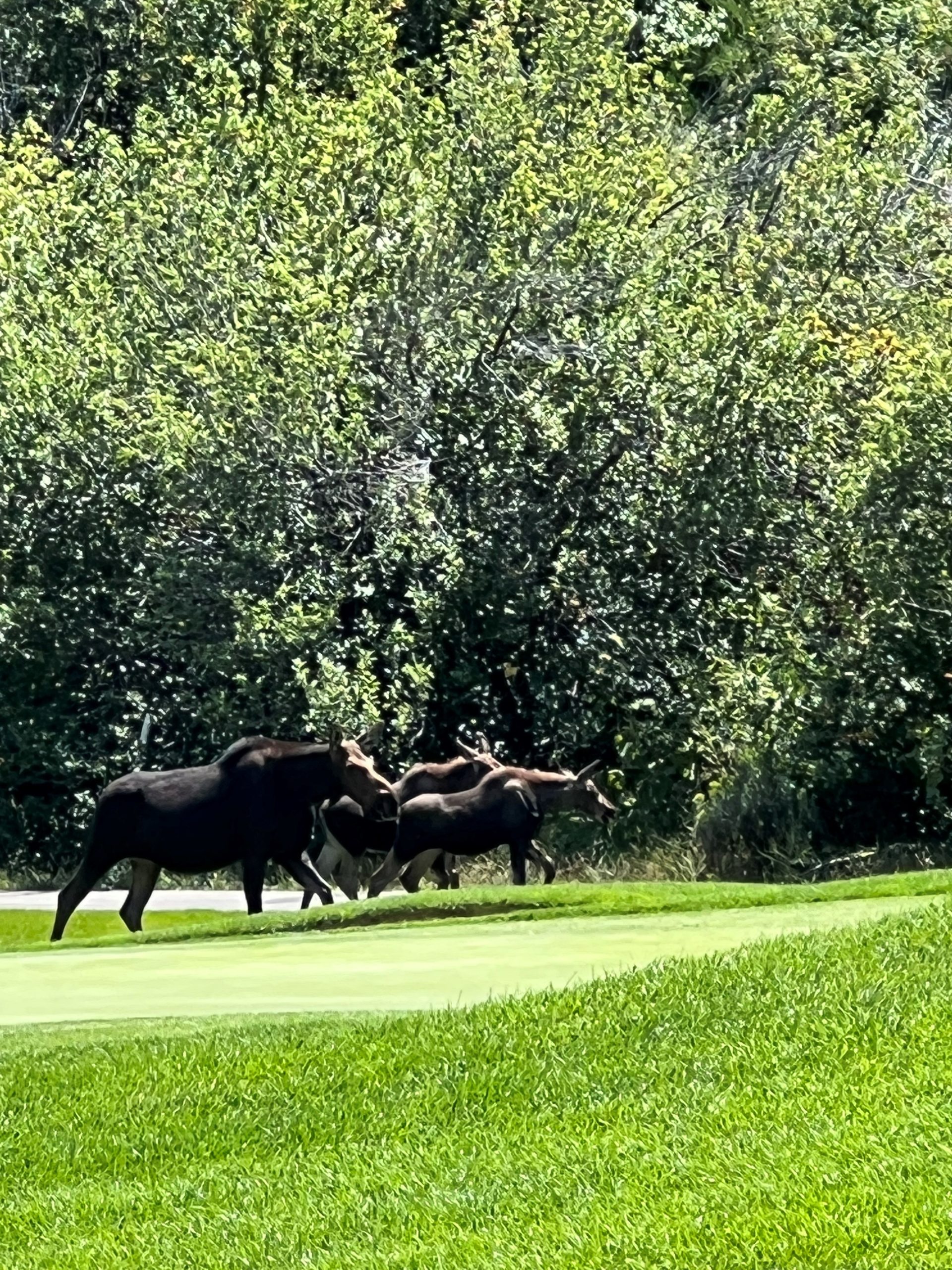 Ronald McDonald House Charity golf tournament at Jeremy Ranch raises ...