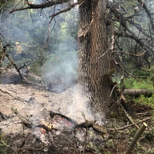 Firefighters jump on multiple tree fires caused by lighting strikes ...