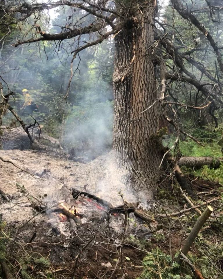 Firefighters jump on multiple tree fires caused by lighting strikes ...