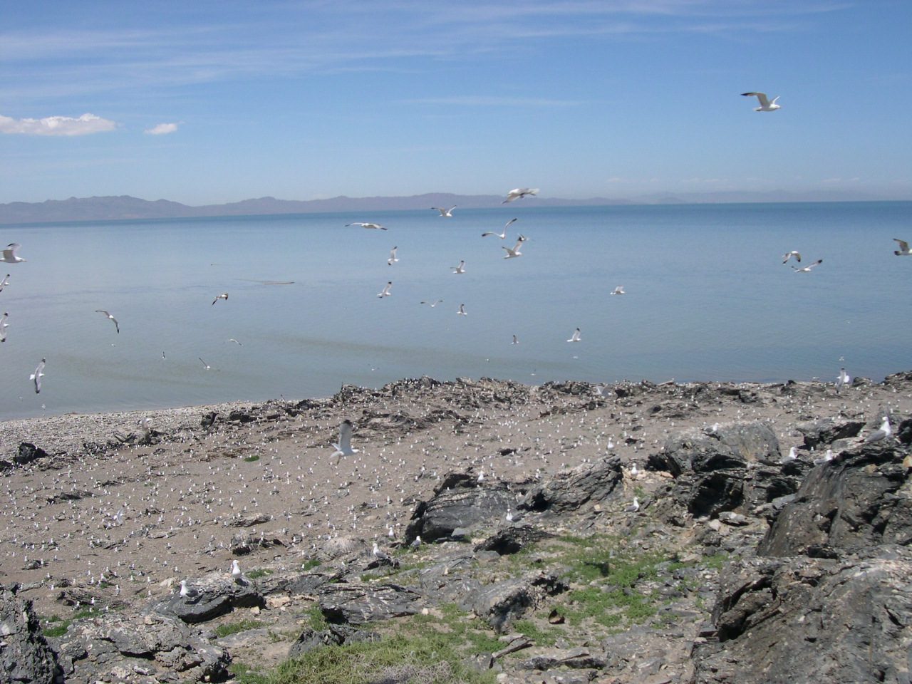 How the California gull became Utah's state bird - TownLift, Park City News