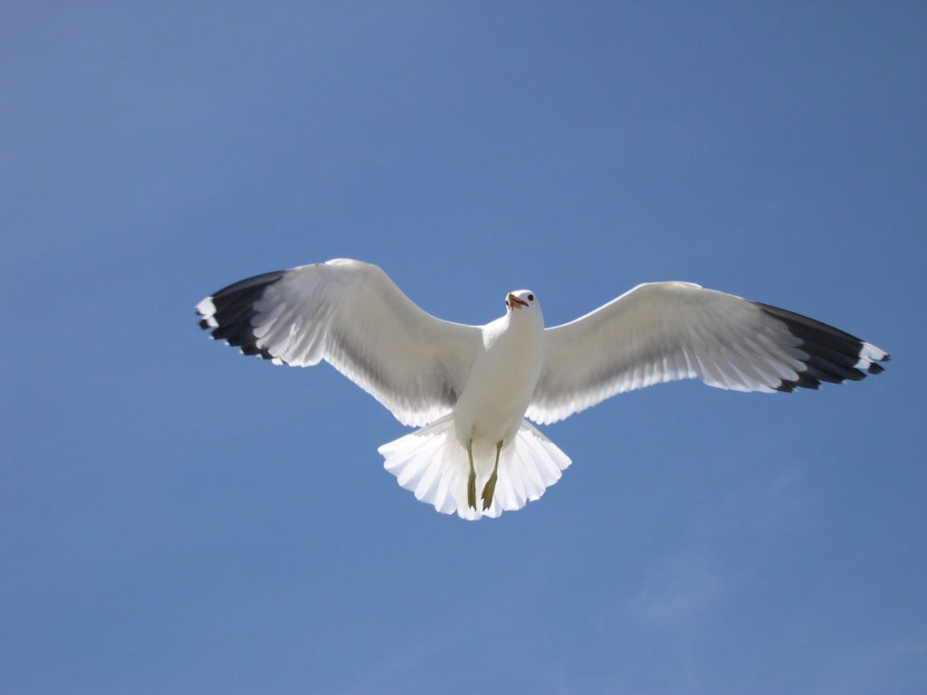 How the California gull became Utah's state bird - TownLift, Park City News