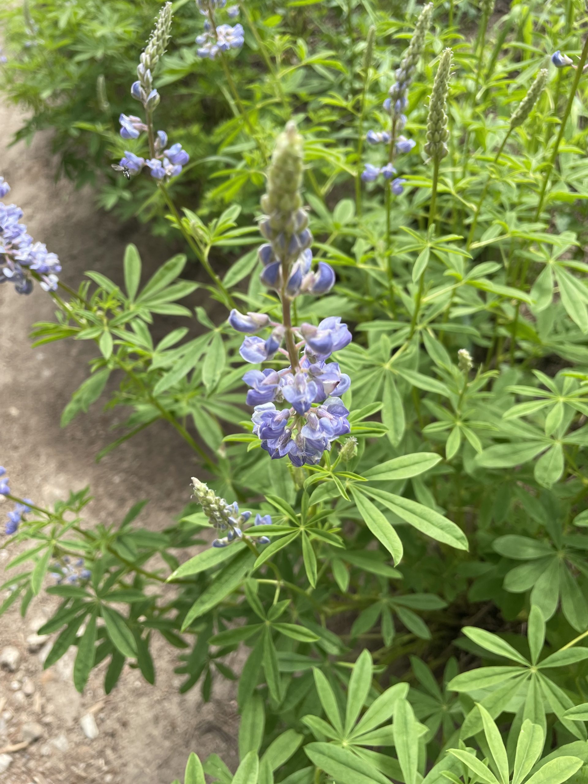 Wasatch Wildflowers: Silvery Lupine (Lupinus argenteus) - TownLift ...