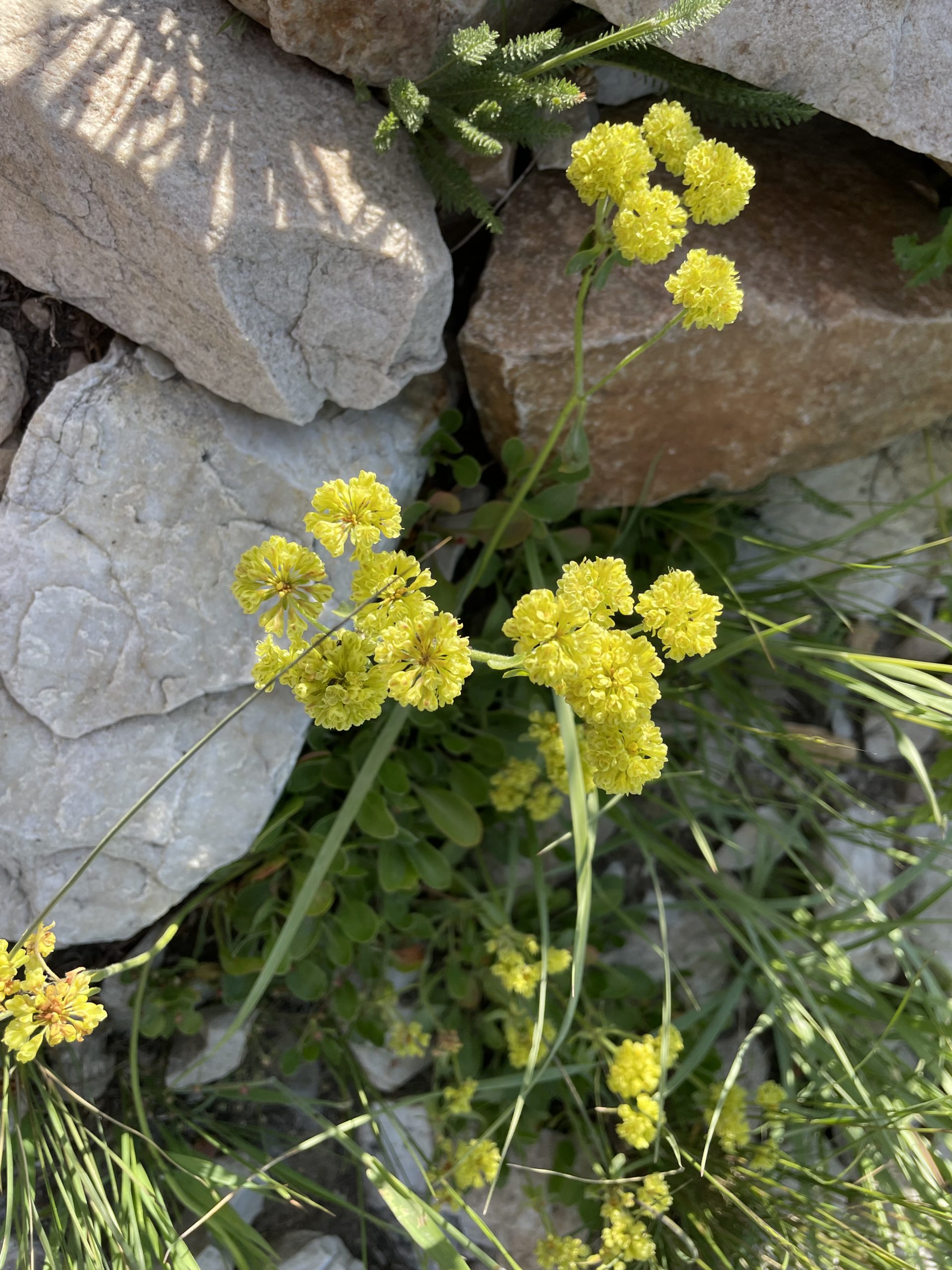 Wasatch Wildflowers: Sulfur Buckwheat (Eriogonum umbellatum) - TownLift ...
