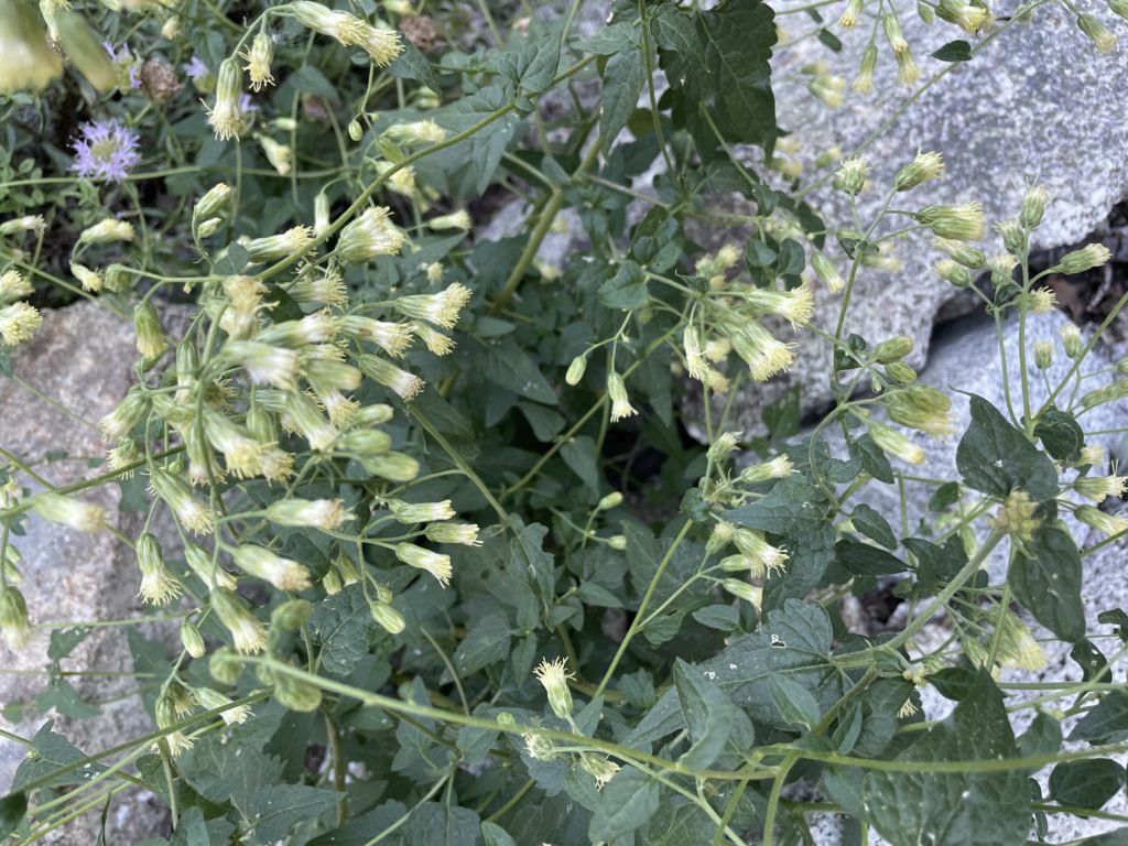 Wasatch Wildflowers: Tasselflower Brickelbush (Brickellia grandiflora ...