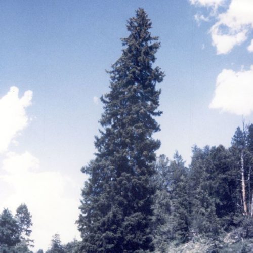 SNAPPED: National champion Blue Spruce trees in Ashley National Forest ...
