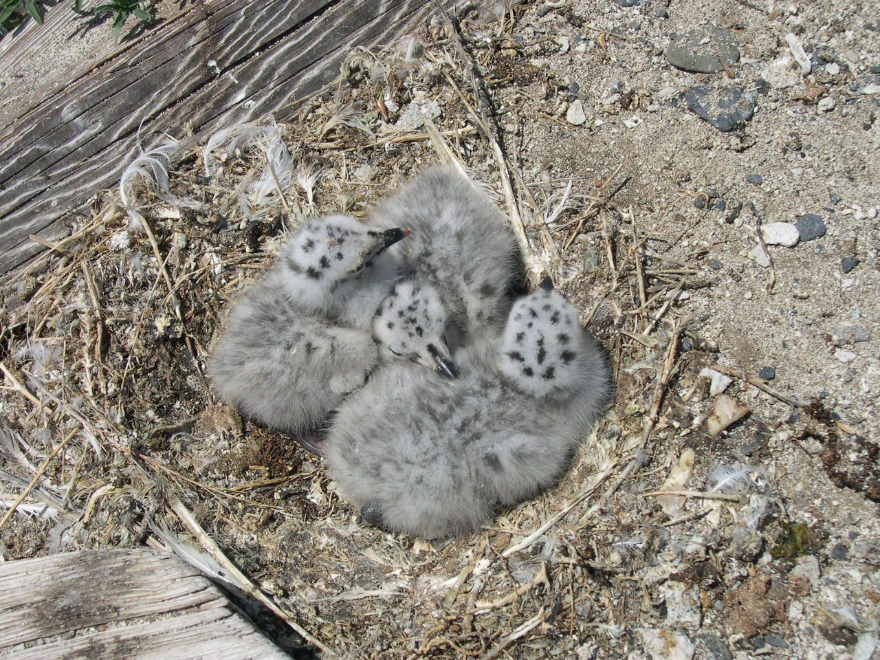 How the California gull became Utah's state bird - TownLift, Park City News