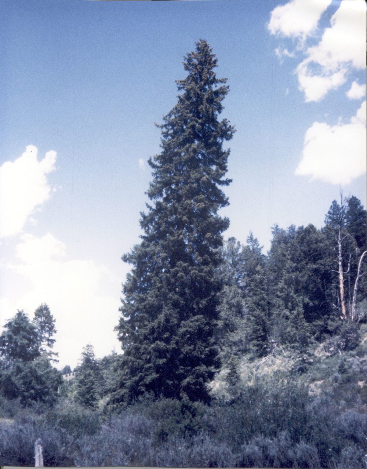 SNAPPED: National champion Blue Spruce trees in Ashley National Forest ...