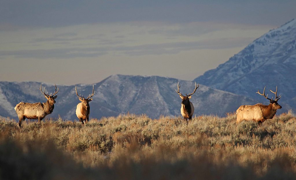 DWR proposed new 10-year Utah Elk Management Plan - TownLift, Park City ...