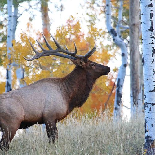Utah DWR now able to track animals in seconds with Google Cloud ...