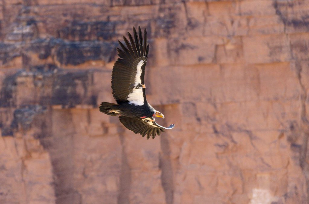Endangered California Condors need help from hunters in southern Utah ...