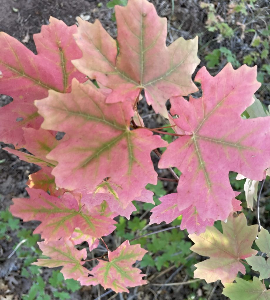 Wasatch Wilderness: Bigtooth Maple (Acer grandidentatum Nutt ...