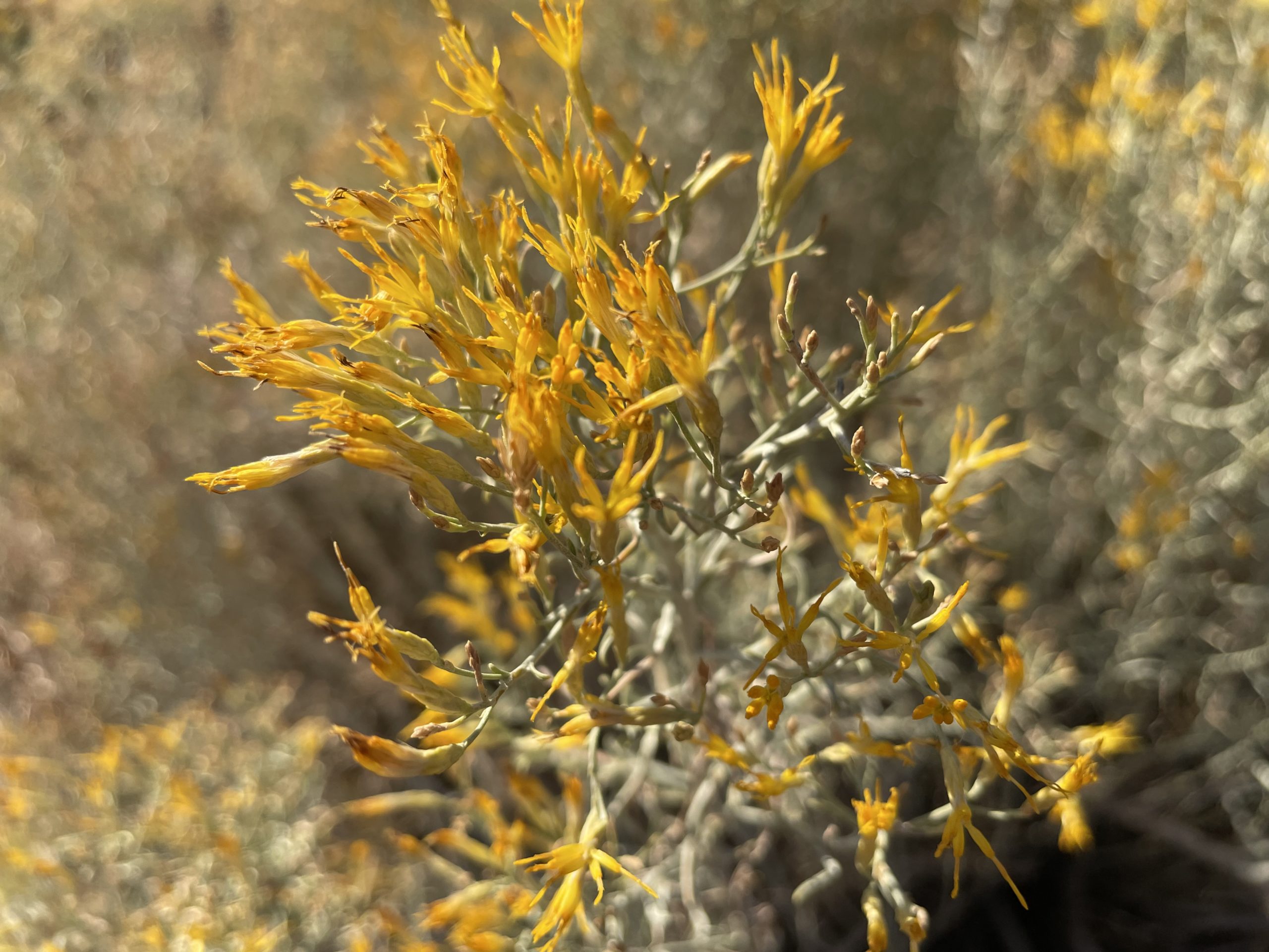 Wasatch Wildflowers: Rubber Rabbitbrush (Chrysothamnus nauseosus ...