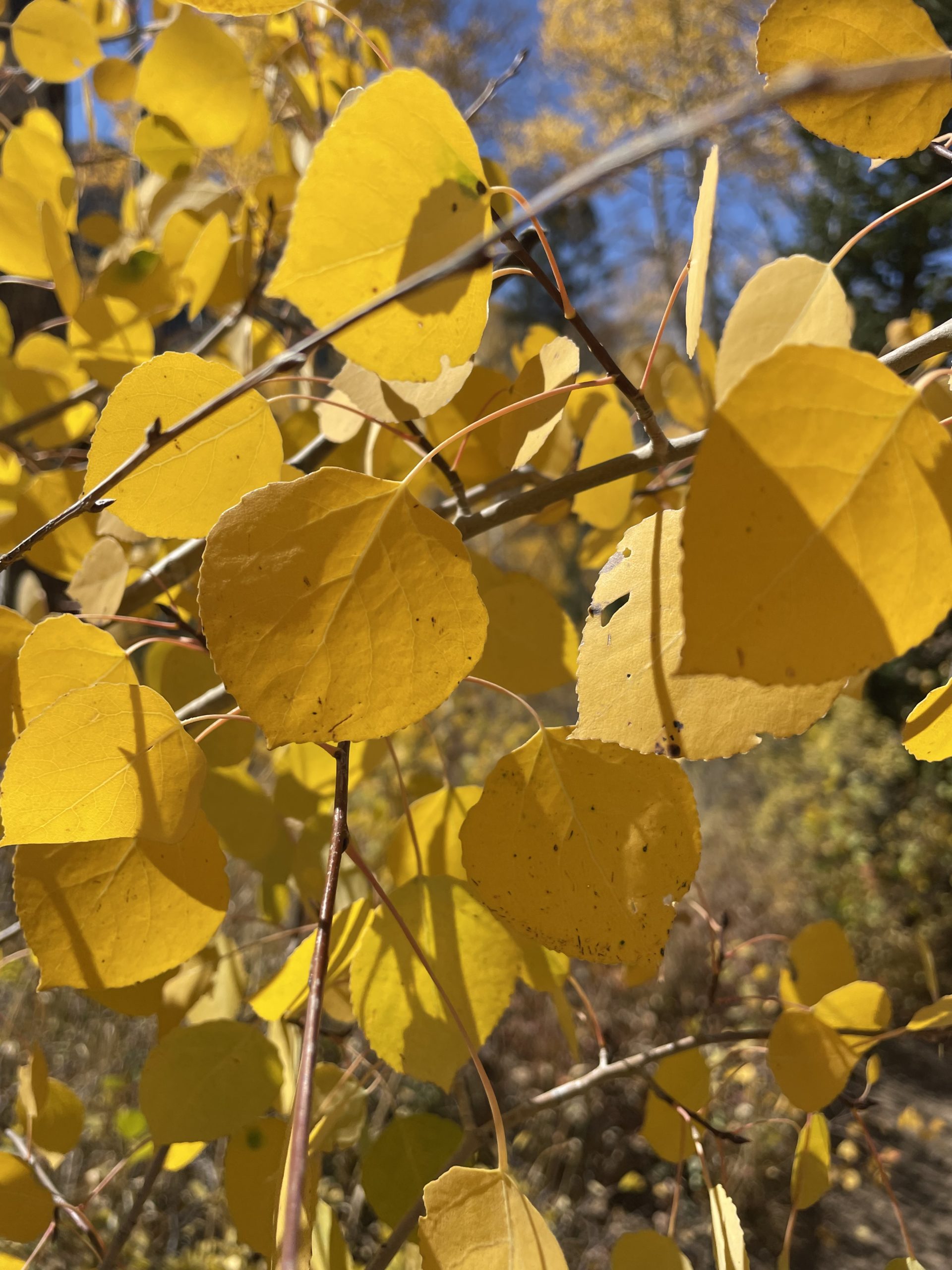 Wasatch Wilderness: Quaking Aspen (Populus tremuloides) - TownLift ...