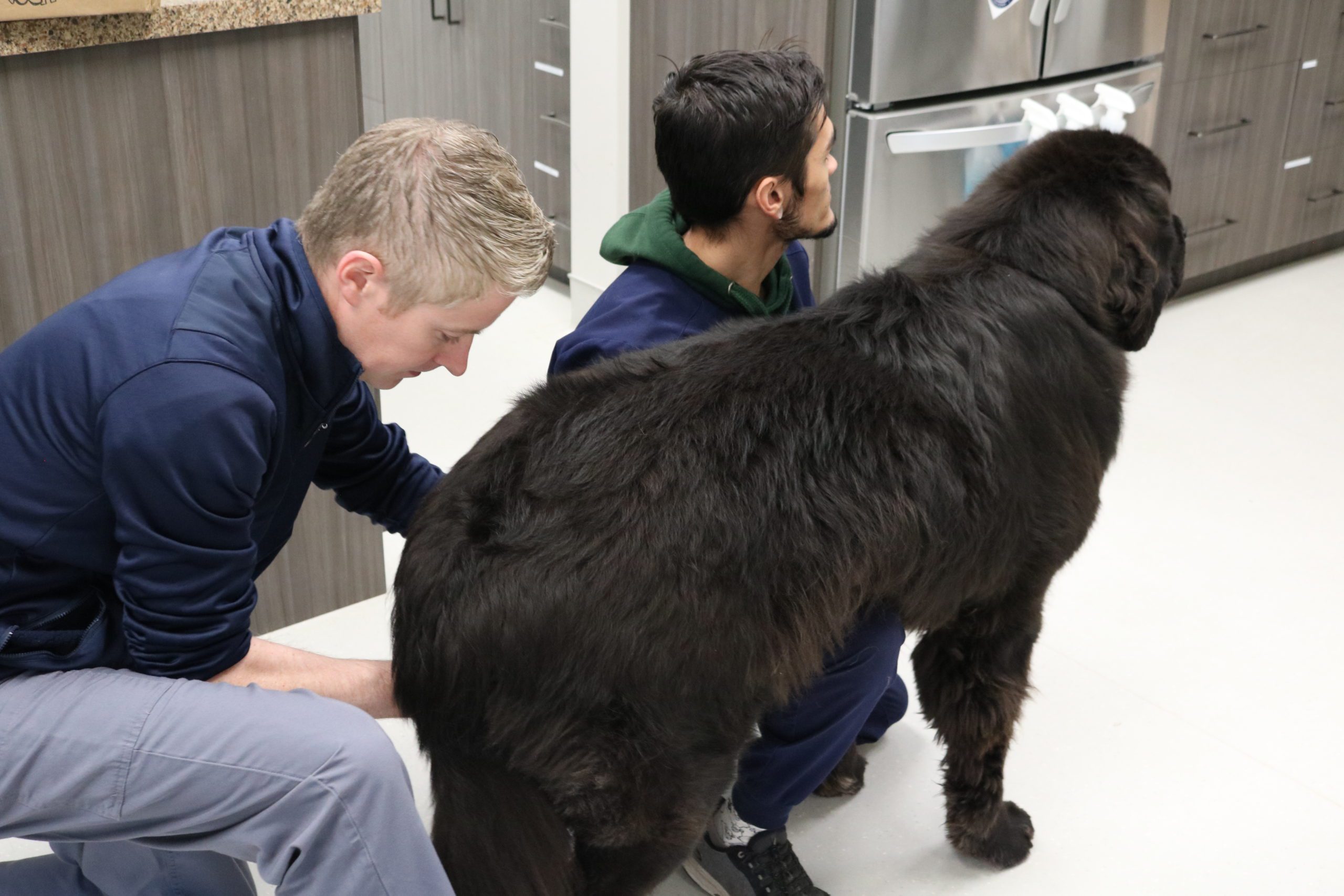 Bark City brings emergency pet care to Park City, cutting out 6-8 hour ...