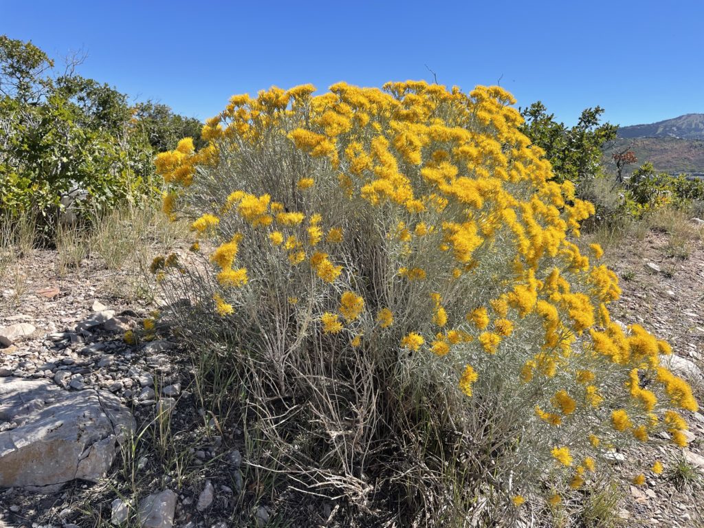 Wasatch Wildflowers: Rubber Rabbitbrush (Chrysothamnus nauseosus ...