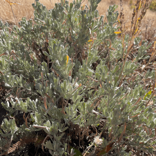 Wasatch Plants: Big Sagebrush (Artemisia tridentata Nutt.) - TownLift ...