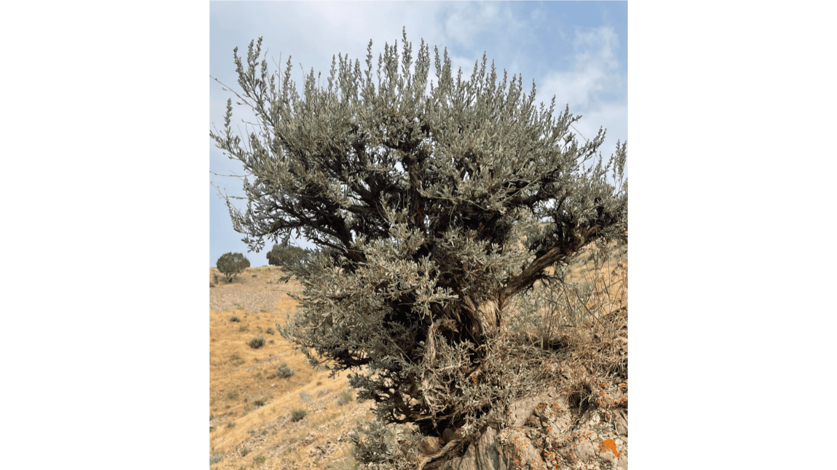 Wasatch Plants: Big Sagebrush (Artemisia tridentata Nutt.) - TownLift ...